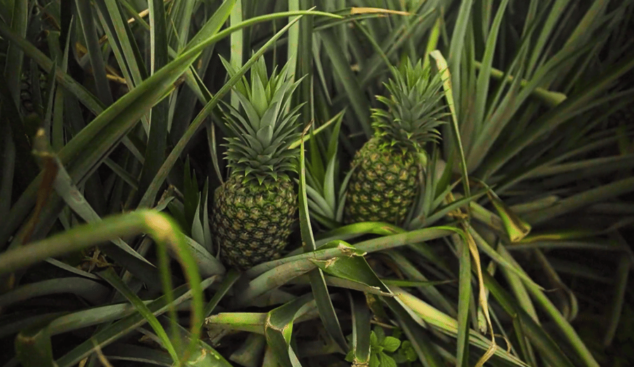 Introducing 4G Connection for Drones with DJI Cellular Dongle